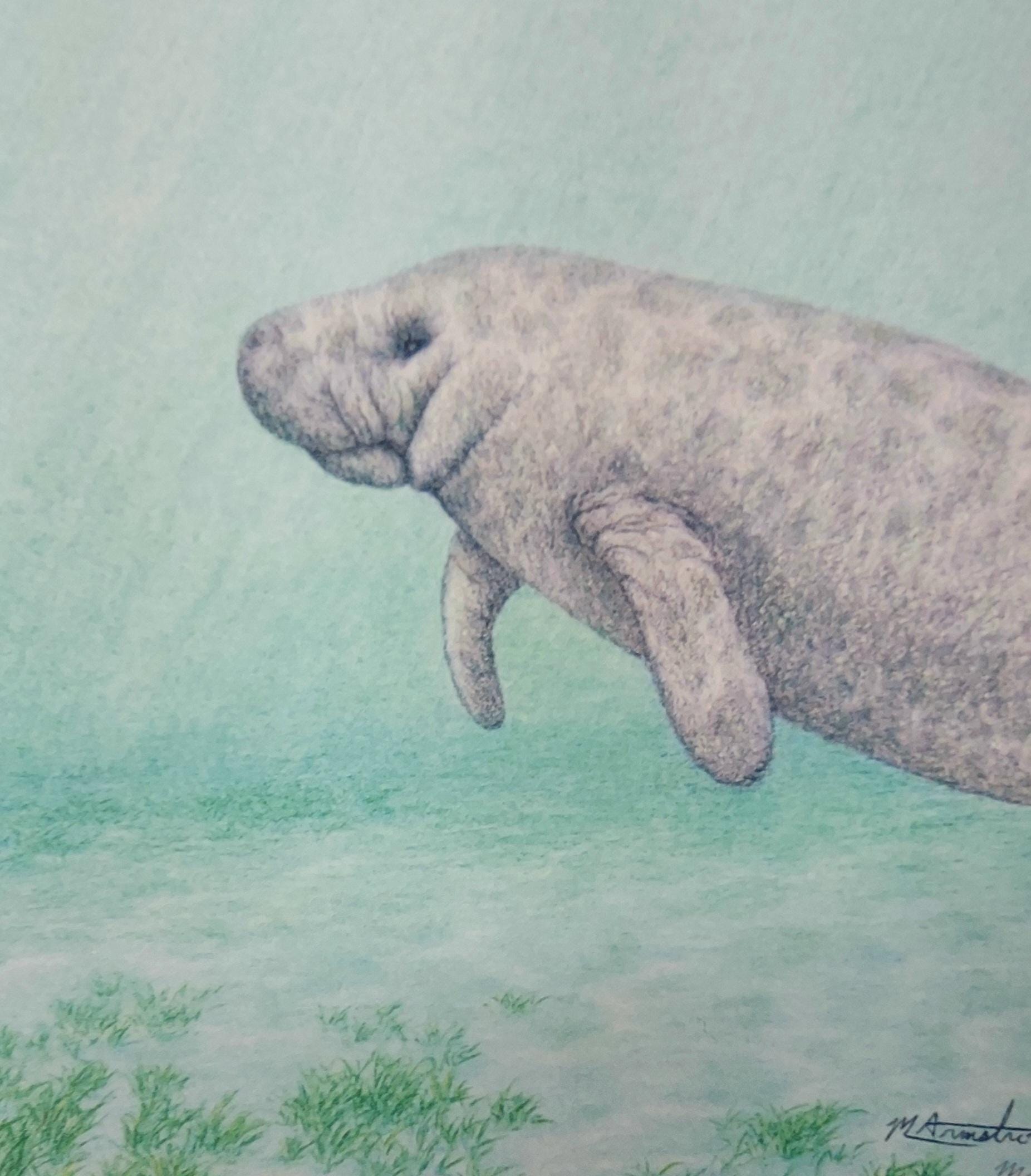 Manatee Colored Pencil 8x10 Art Print Matted to 11x14 Ready to Frame - Etsy