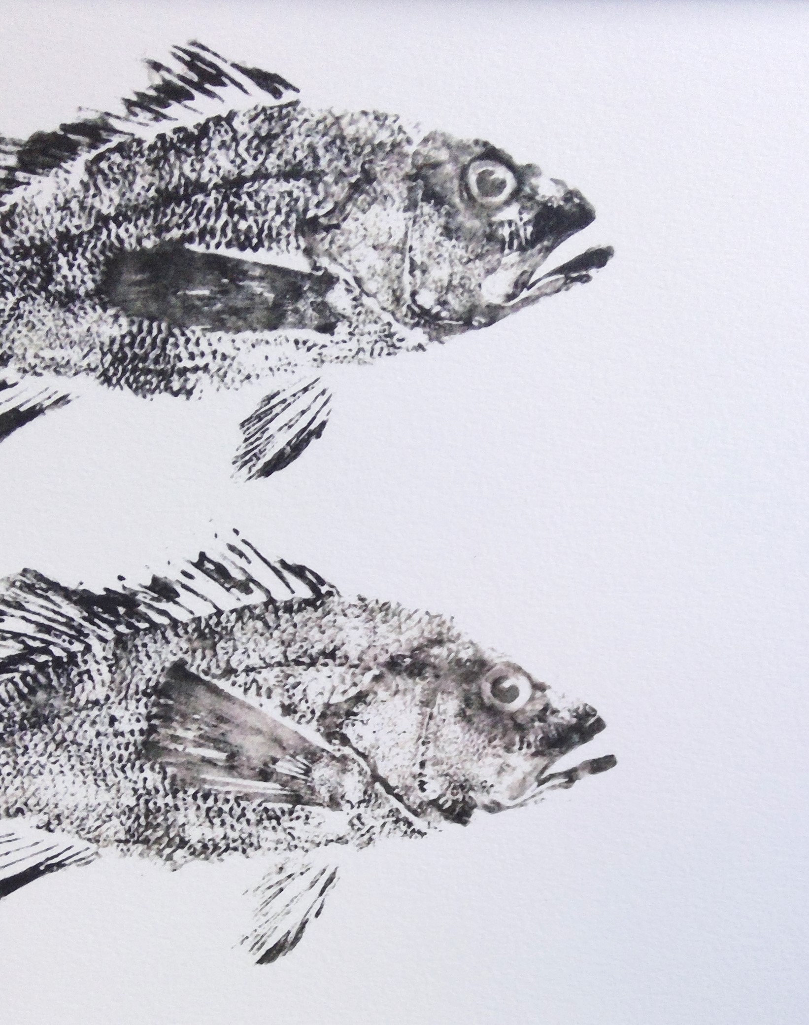 Black Sea Bass Gyotaku Fish Print 8x10 With 11x14 Mat - Etsy
