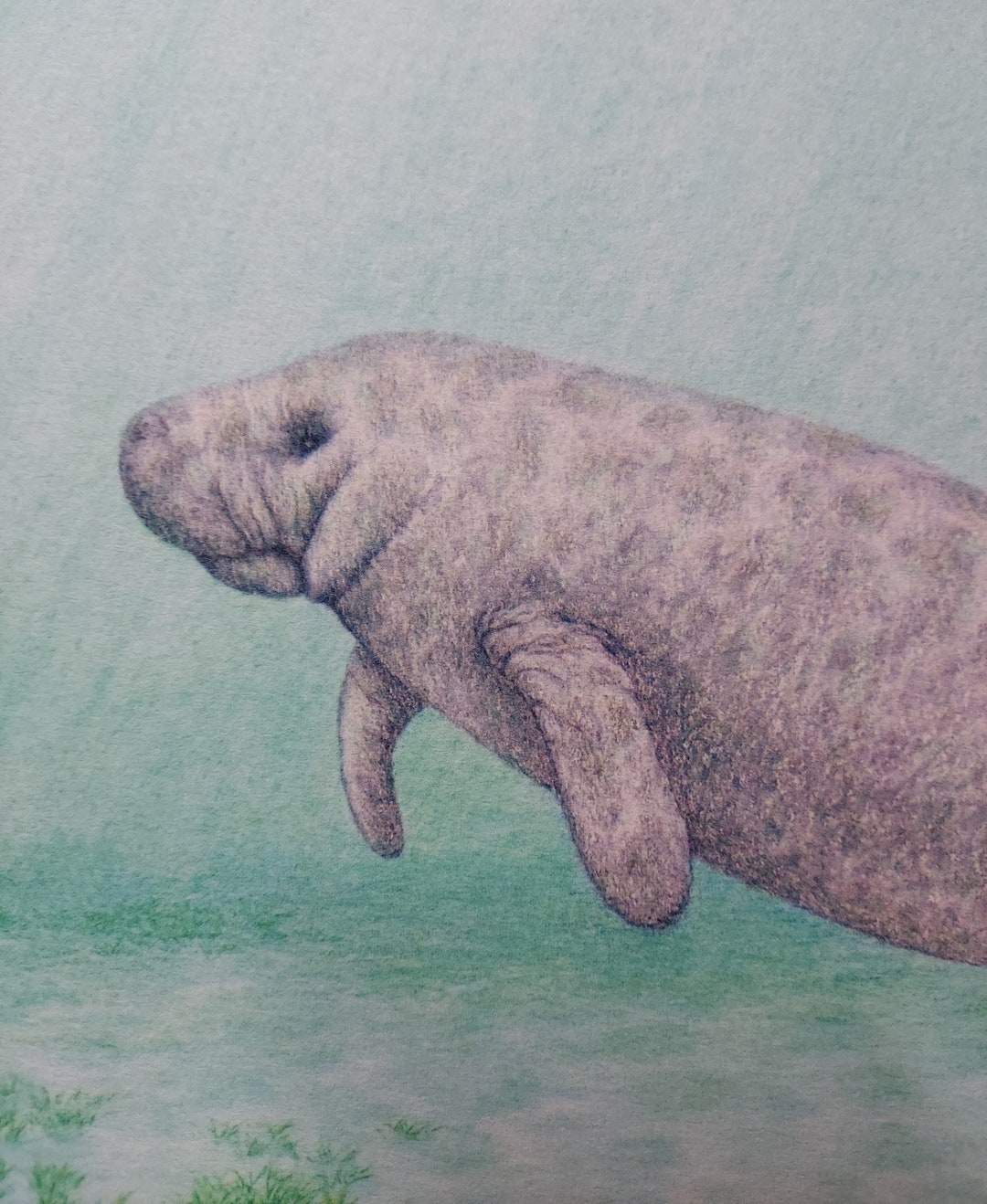 Manatee Colored Pencil 8x10 Art Print Matted to 11x14 Ready to Frame - Etsy