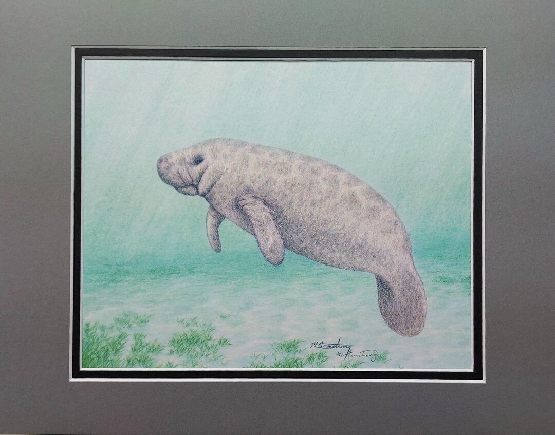 Manatee Colored Pencil 8x10 Art Print Matted to 11x14 Ready to Frame - Etsy