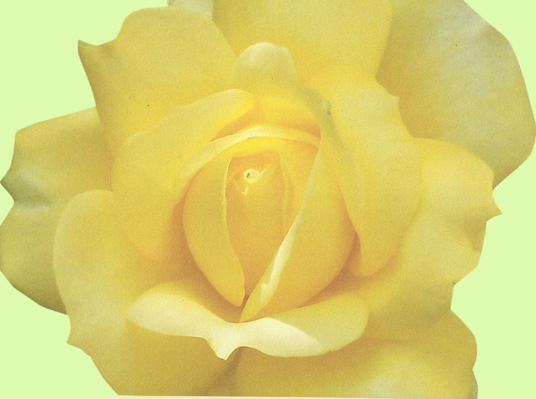 Multi Use Yellow Rose Digital Image - Etsy
