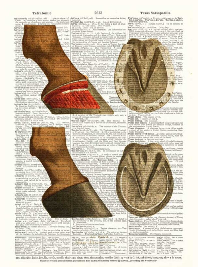 Vintage HORSE HOOF Illustration - Dictionary Art Print - Book Art Print ...