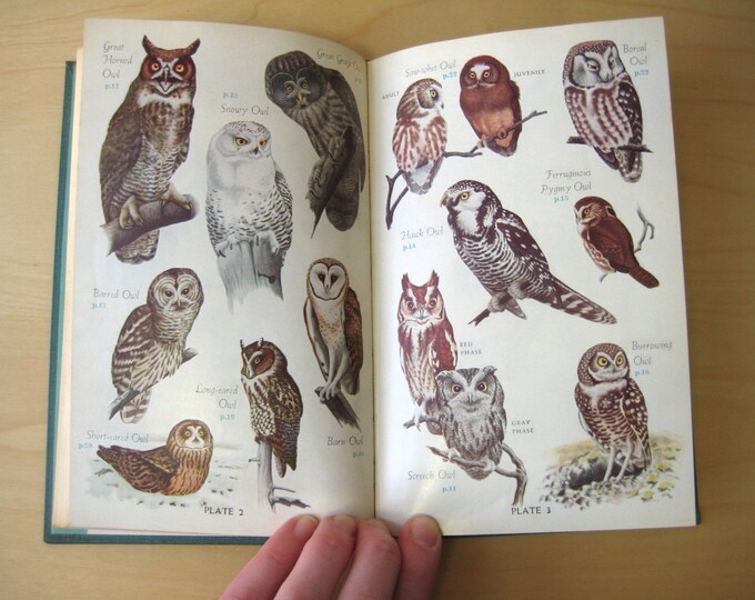Vintage Audubon Bird Guide: Eastern Land Birds Published 1949 - Etsy