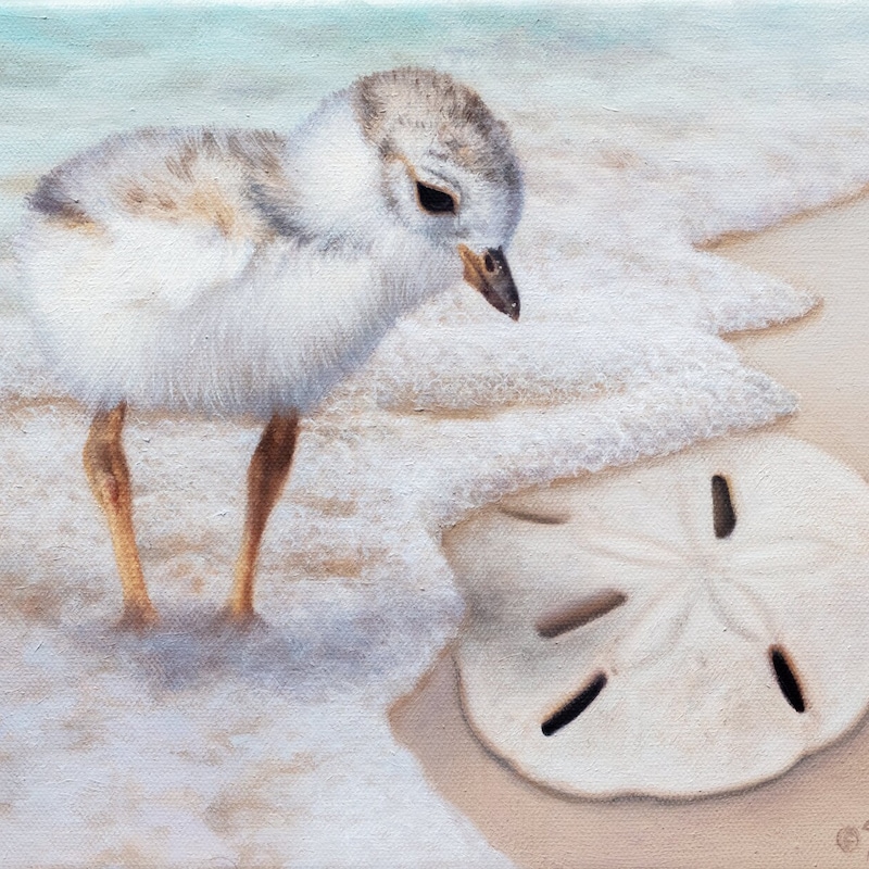 Sandpiper Canvas Art - Etsy