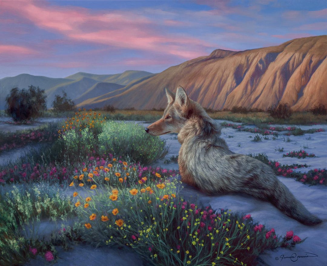 Beautiful Coyote Painting With Desert Wildflowers - A Giclee Wildlife Art Print on Canvas ...
