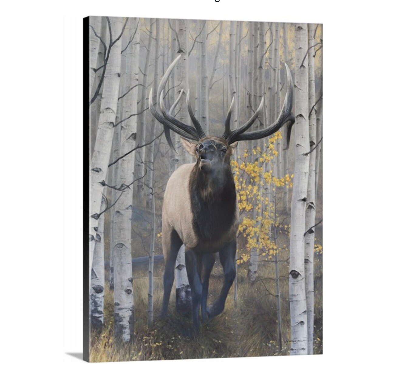 Majestic Elk Painting in Aspen Trees - A Limited Edition Canvas Print ...