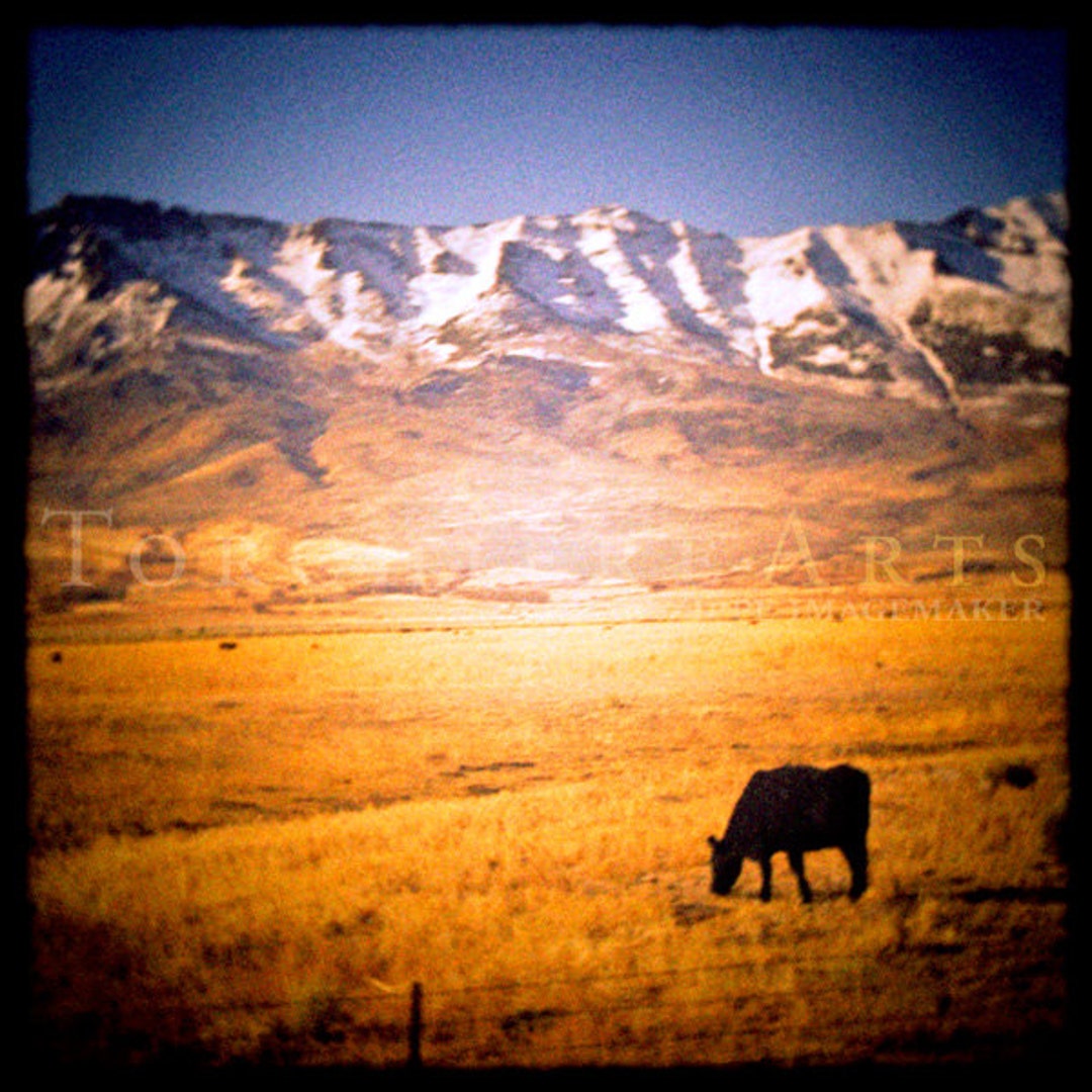 Vintage Style Color Photograph of Cattle Grazing With the Ruby ...