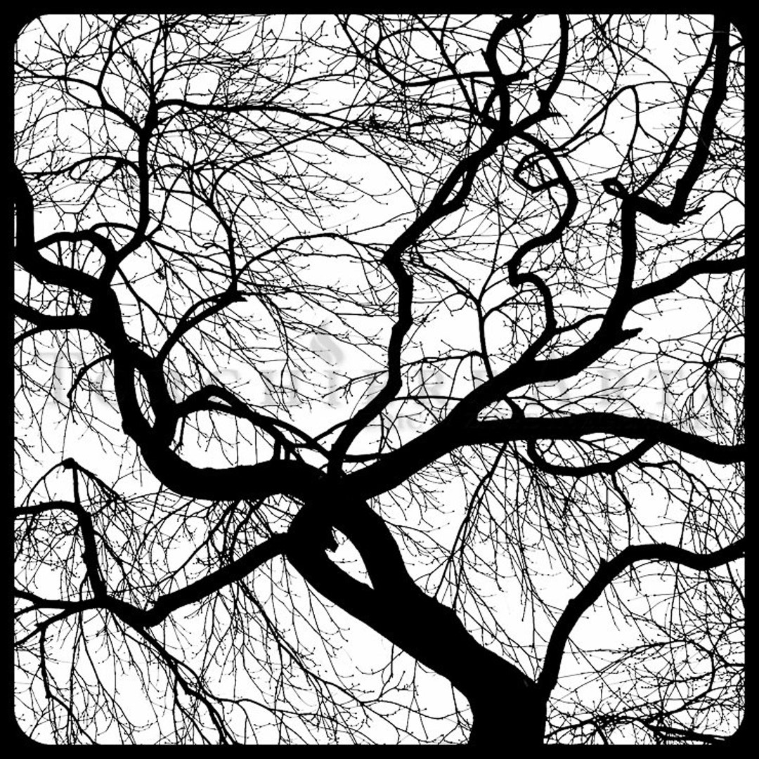 Tree Silhouette, Japanese Maple, Tree Photography, Winter Tree, Bare ...