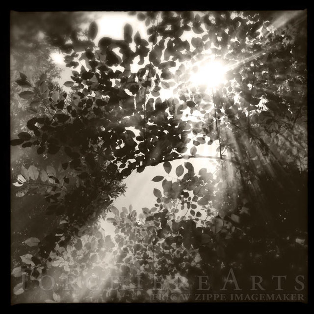 Ethereal Sun Through Trees Leaves Mystical Fine Art Photograph - Etsy