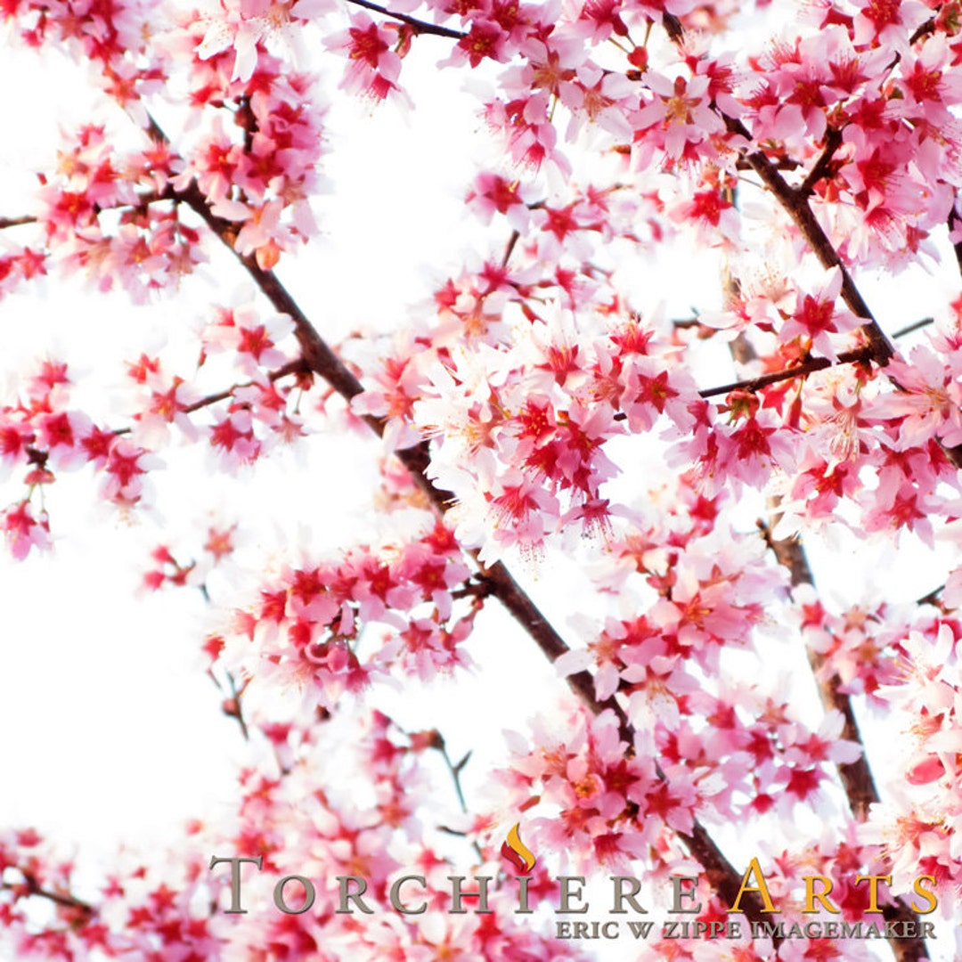 Cherry Blossoms Photography, Spring Photography, Spring Flower ...