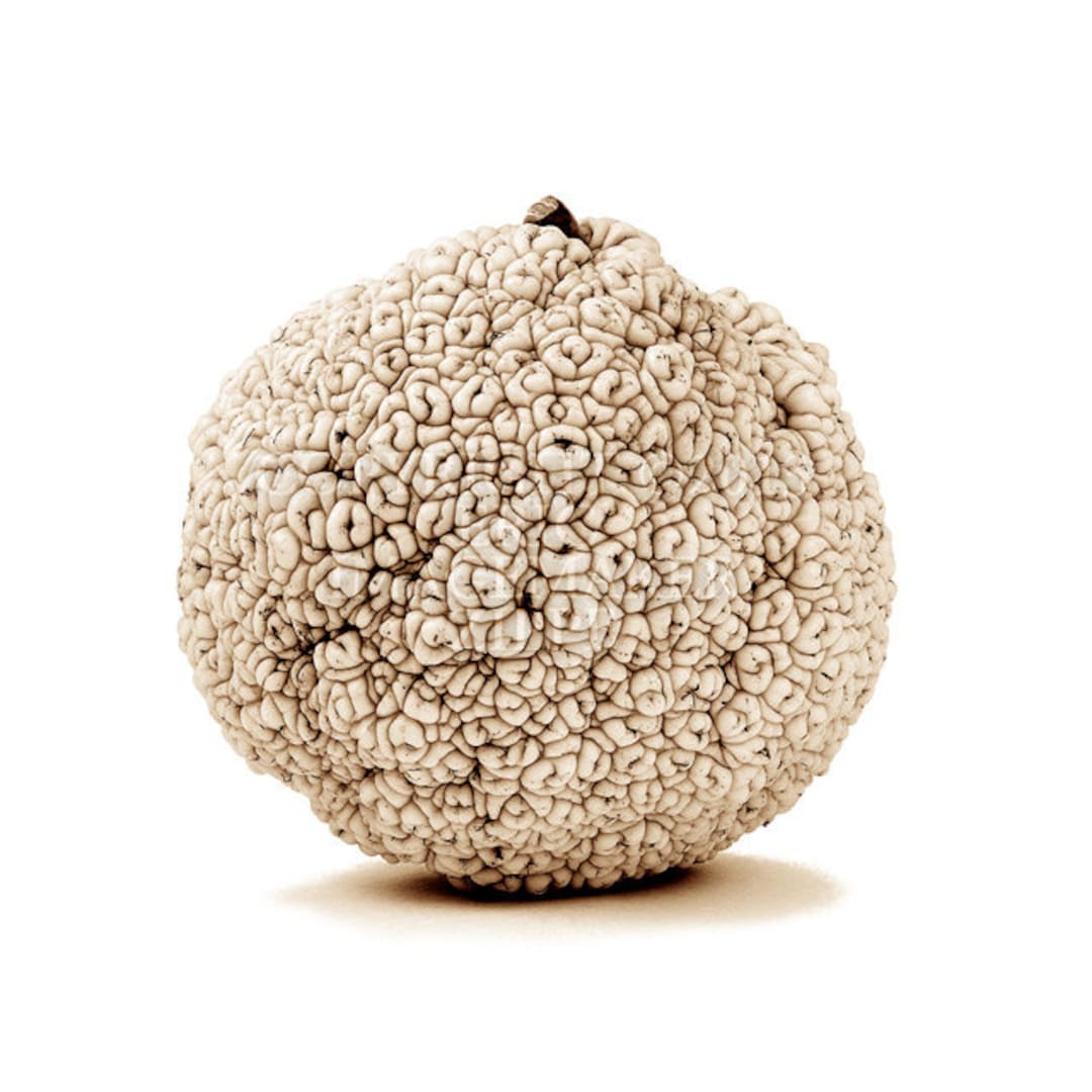 Osage Orange or Hedge Apple Still Life Fruit in Black and White, Fine ...