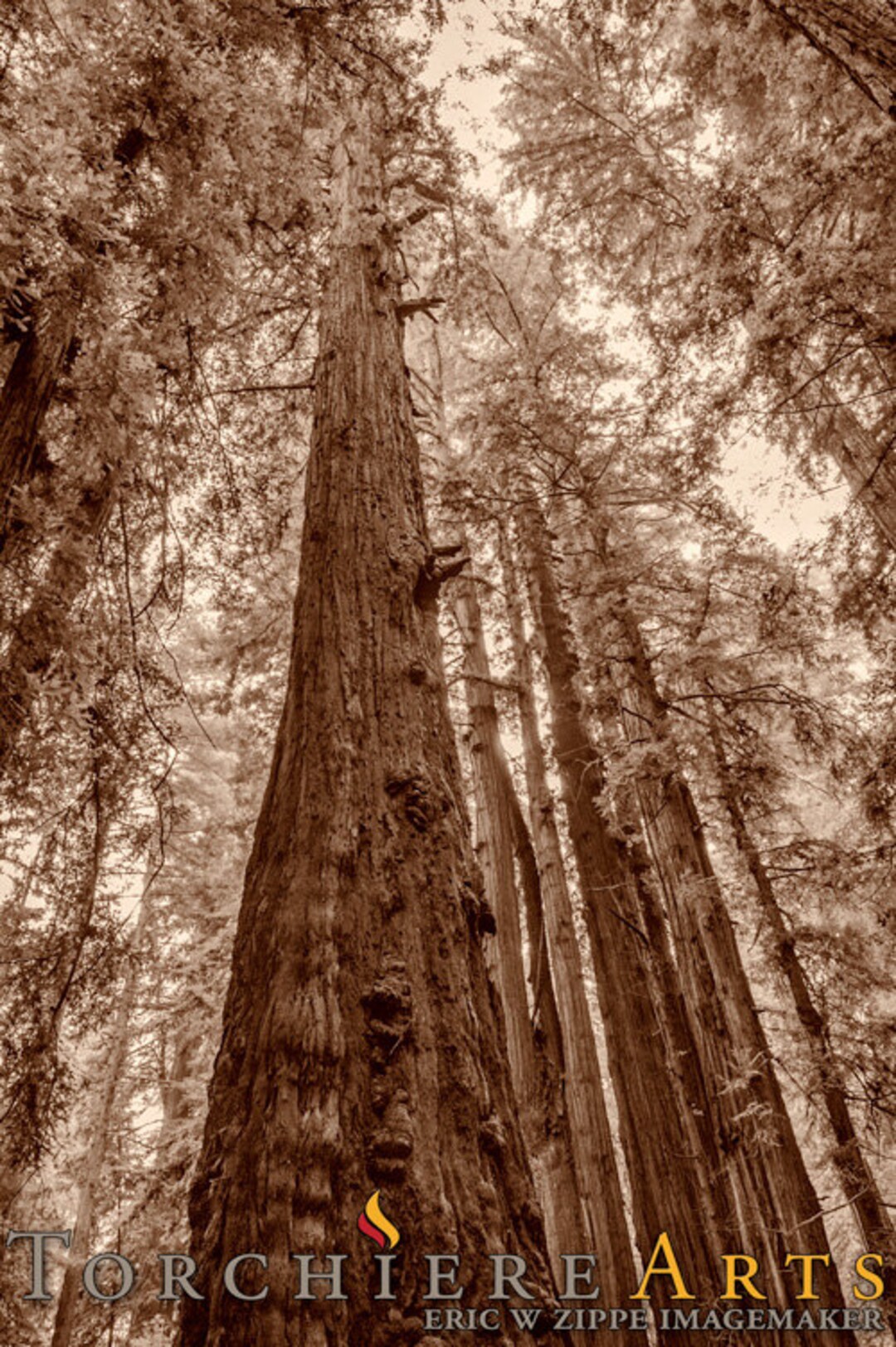 Redwood Tree Art, Landscape Photography, Coastal California Photography ...