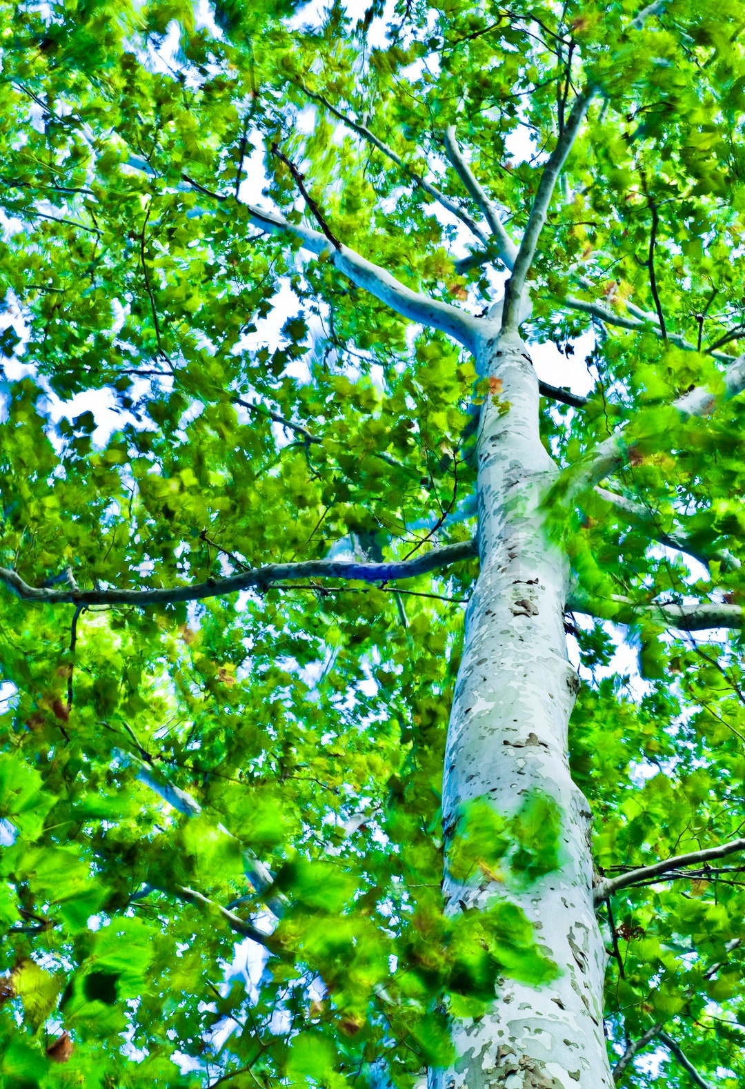 Long Exposure Photograph of a Lush and Vibrant Sycamore Tree Dancing in ...