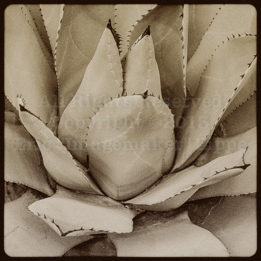 Mexican Agave Print Agave Art Southwest Art Southwest - Etsy