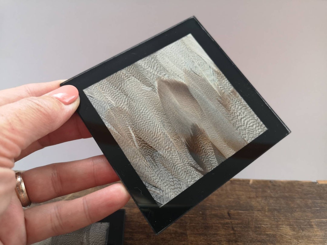 Wingfield Digby London Design Coasters Glass Feather Coasters Set of 5 ...