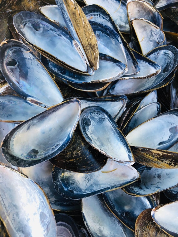 Baby Mussel Shells Mussel Shells Mussels Bulk Baby Mussel - Etsy