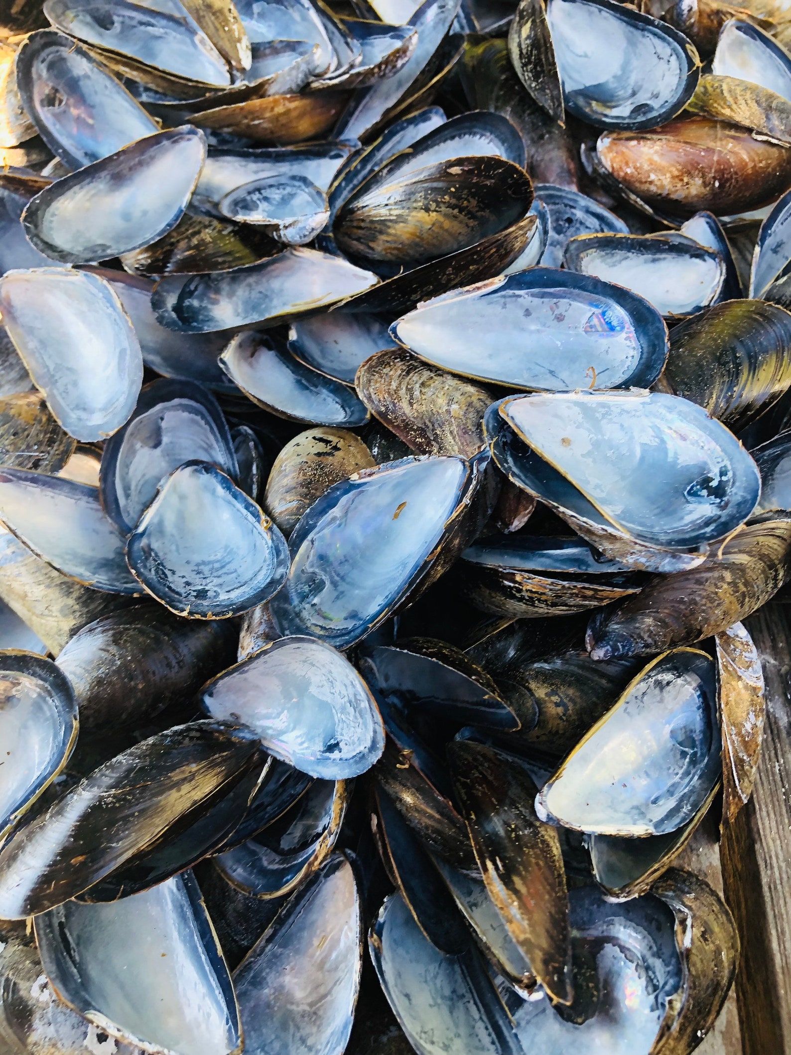 Baby Mussel Shells Mussel Shells Mussels Bulk Baby Mussel - Etsy