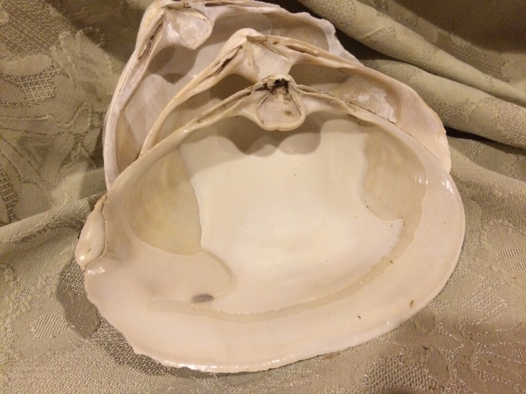 Surf Clamshell 4 5 Clam Shell Surf Clam Cape Cod Beach Wedding Shell ...