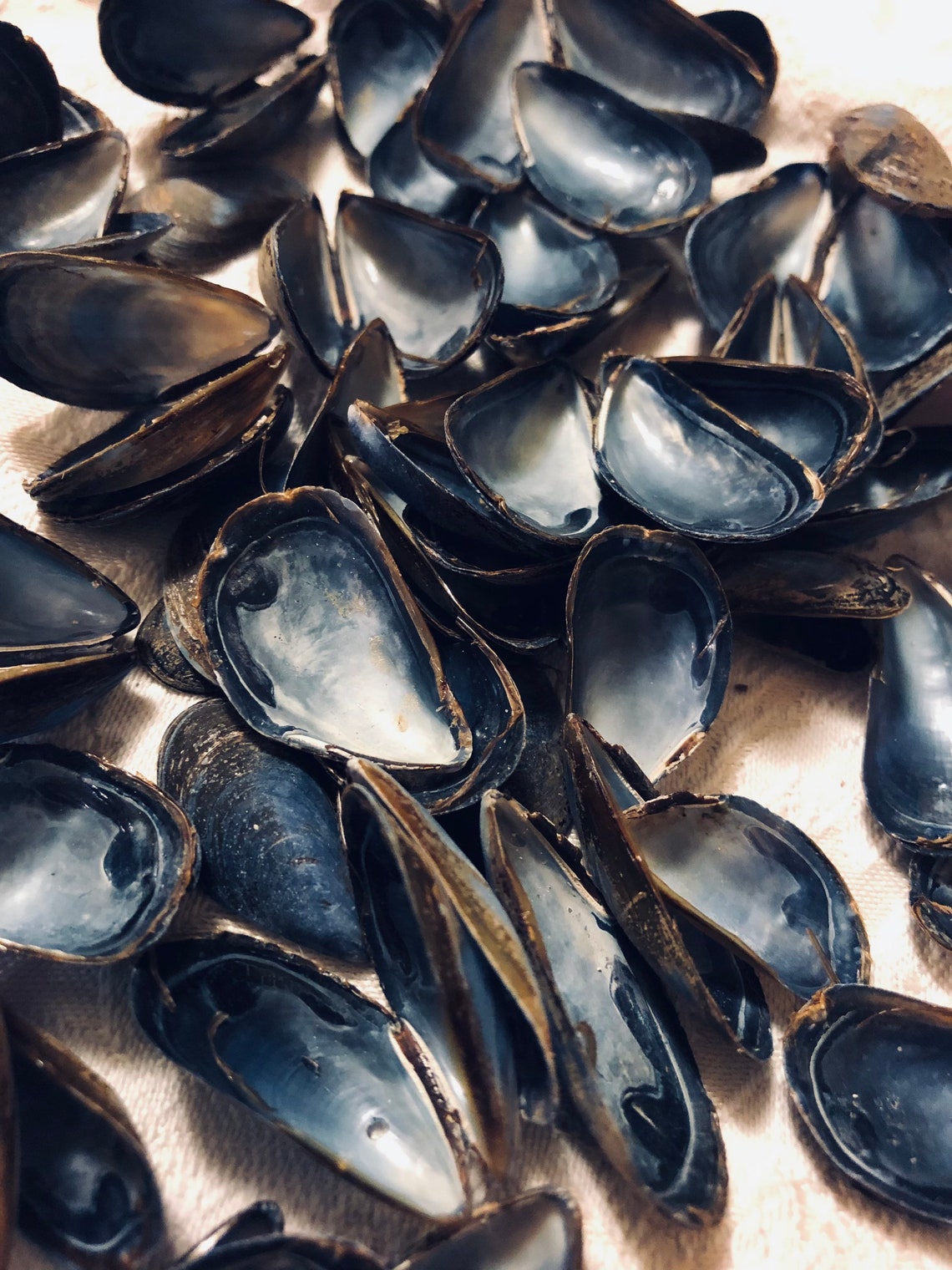 Baby Mussel Shells Mussel Shells Mussels Bulk Baby Mussel - Etsy
