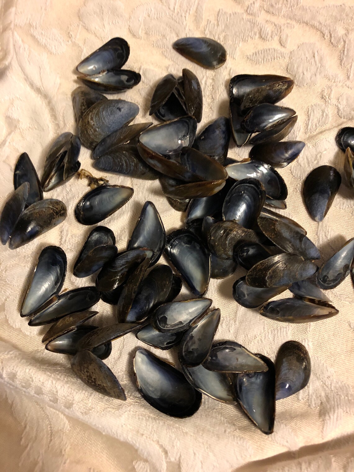Baby Mussel Shells Mussel Shells Mussels Bulk Baby Mussel - Etsy