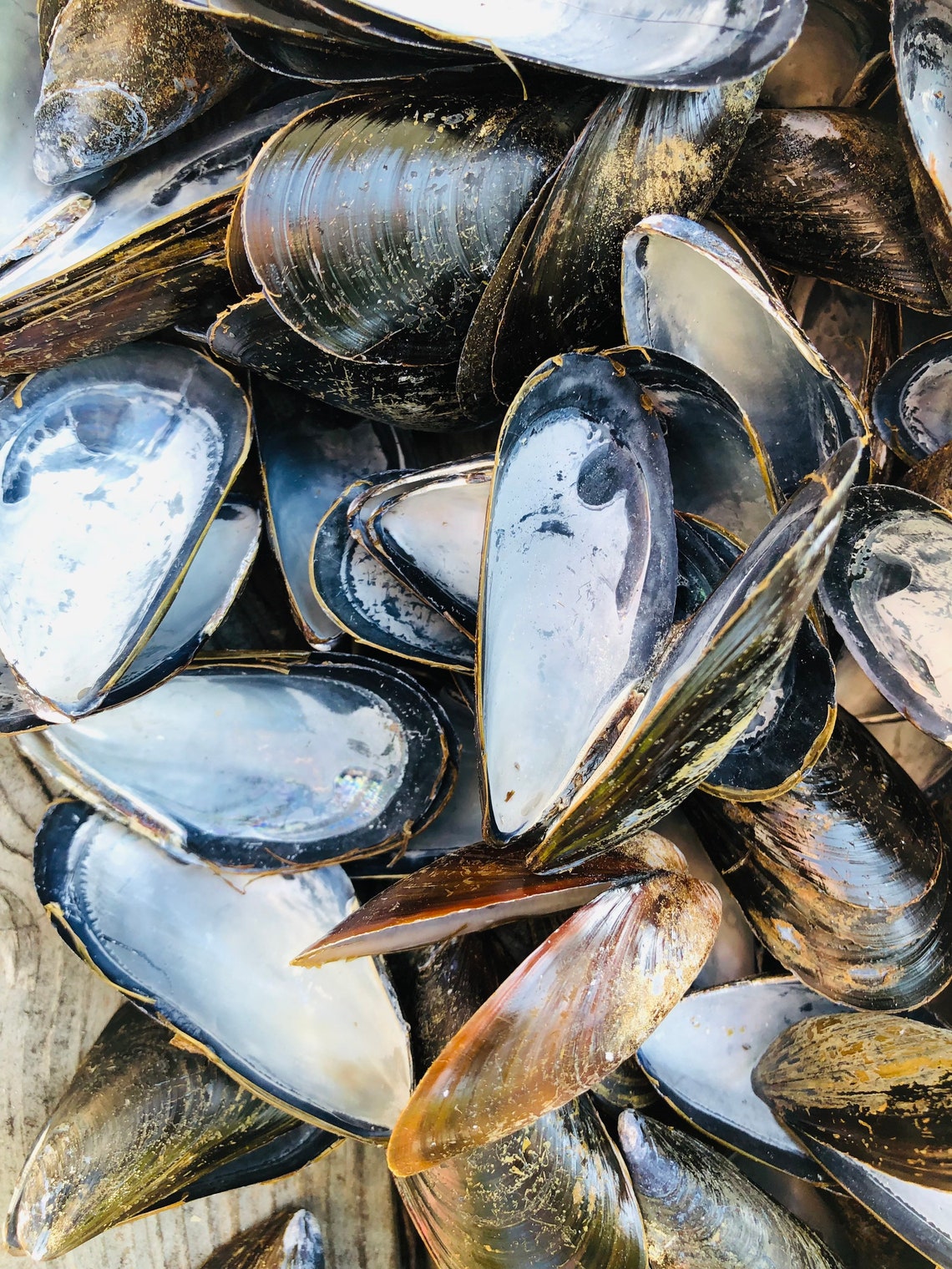 Baby Mussel Shells Mussel Shells Mussels Bulk Baby Mussel - Etsy