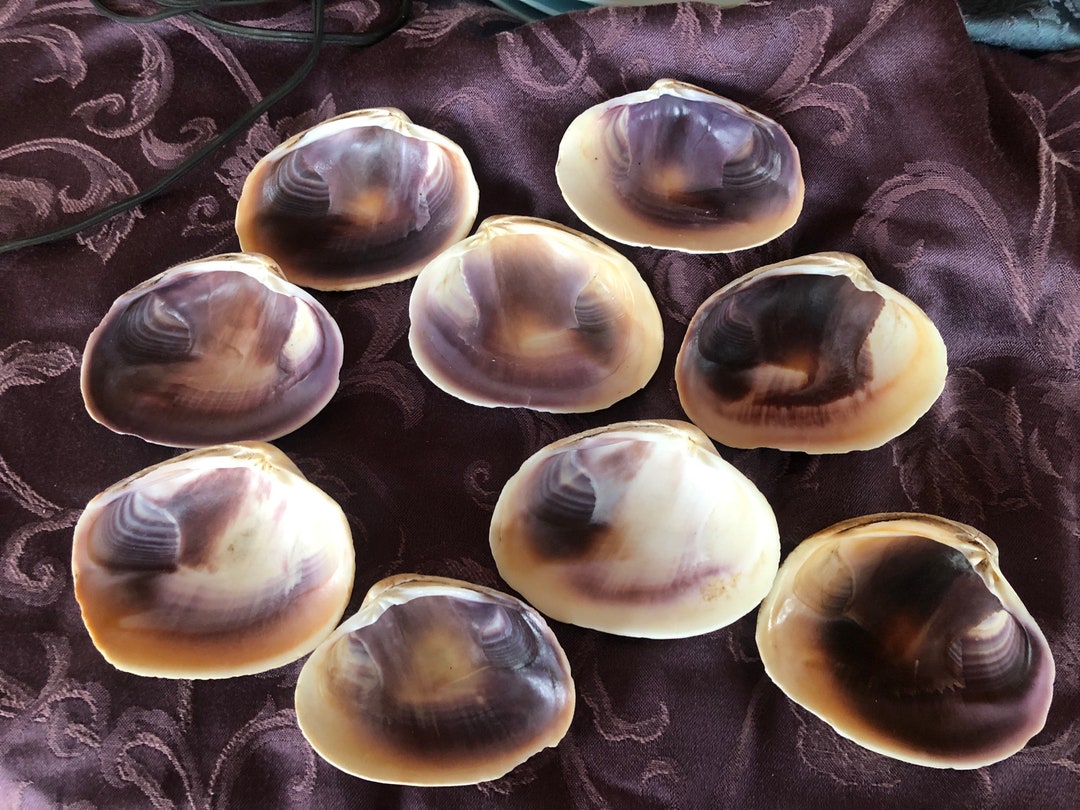 Wampum Clam Shell| Wampum| Gorgeous Deep Coloration| Display| Ring Dish ...