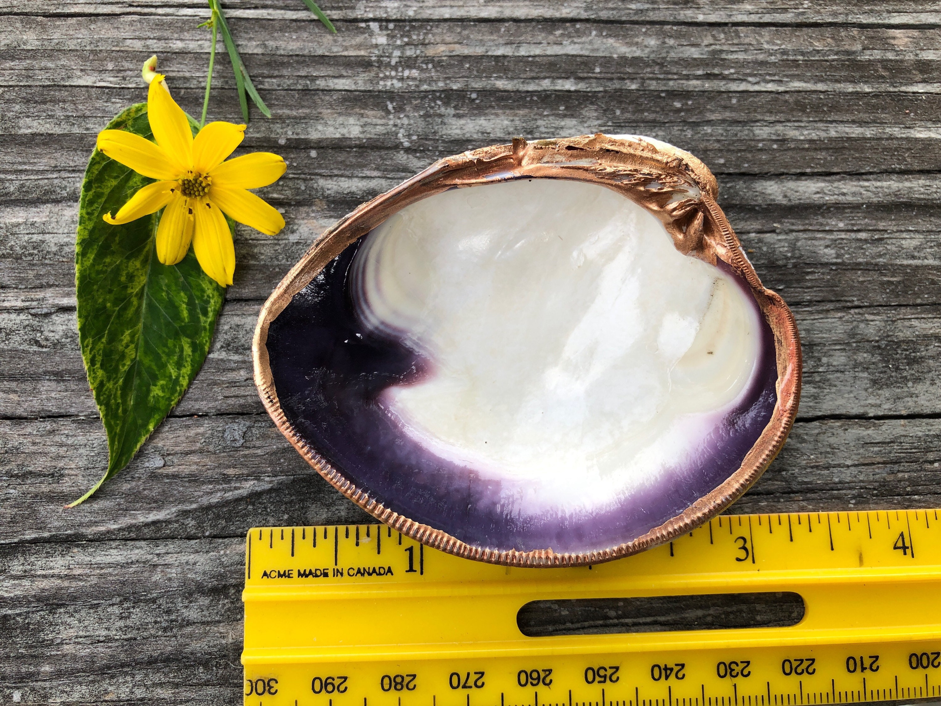 Gilded wampum Clam Shell Wampum Clam Shell Ring Dish - Etsy Ireland