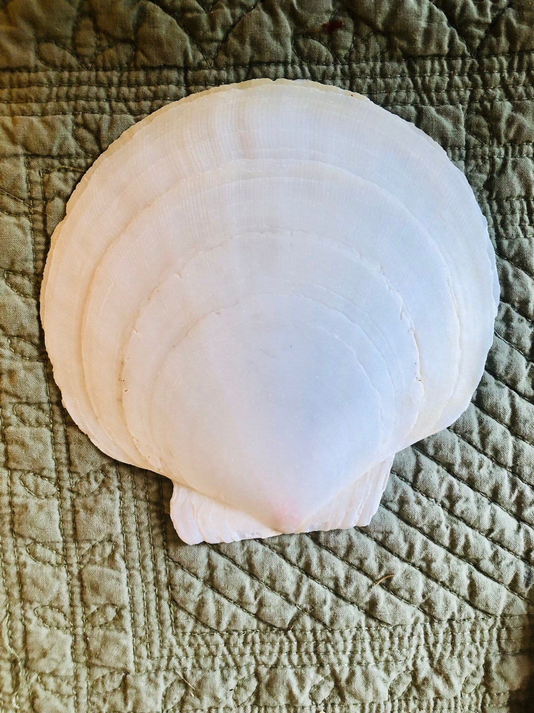 Beautiful White Flat SCALLOP Shell Cape Cod Perfect for Crafting ...