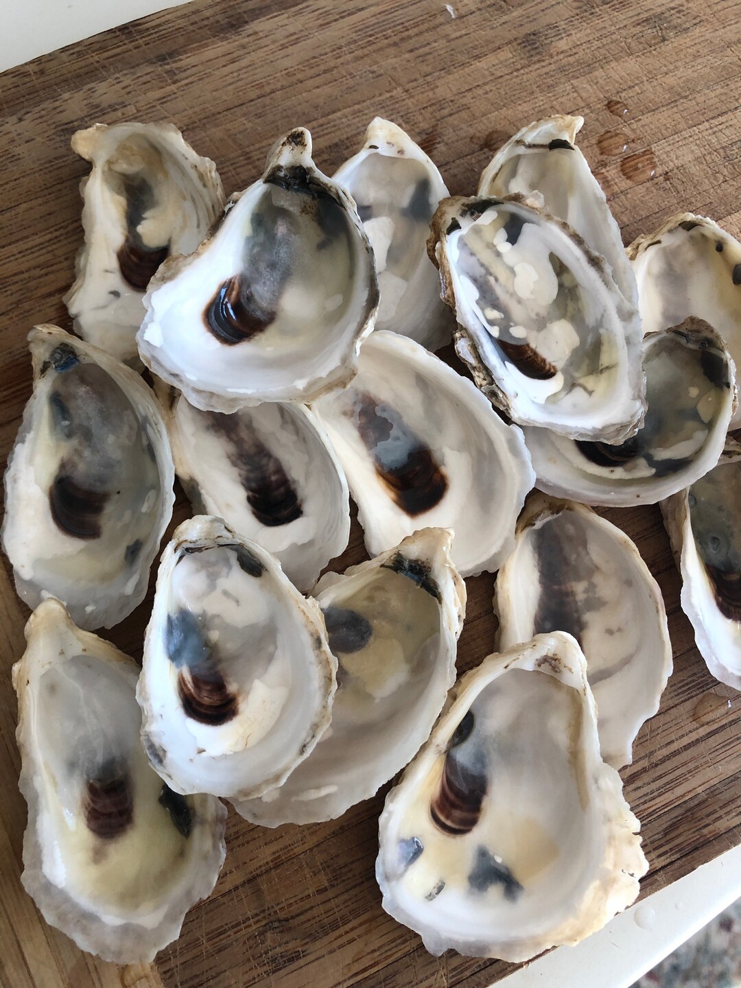 BABY CUP Oyster Shells | Baby Oyster Cups | Oyster Shells| Beach ...