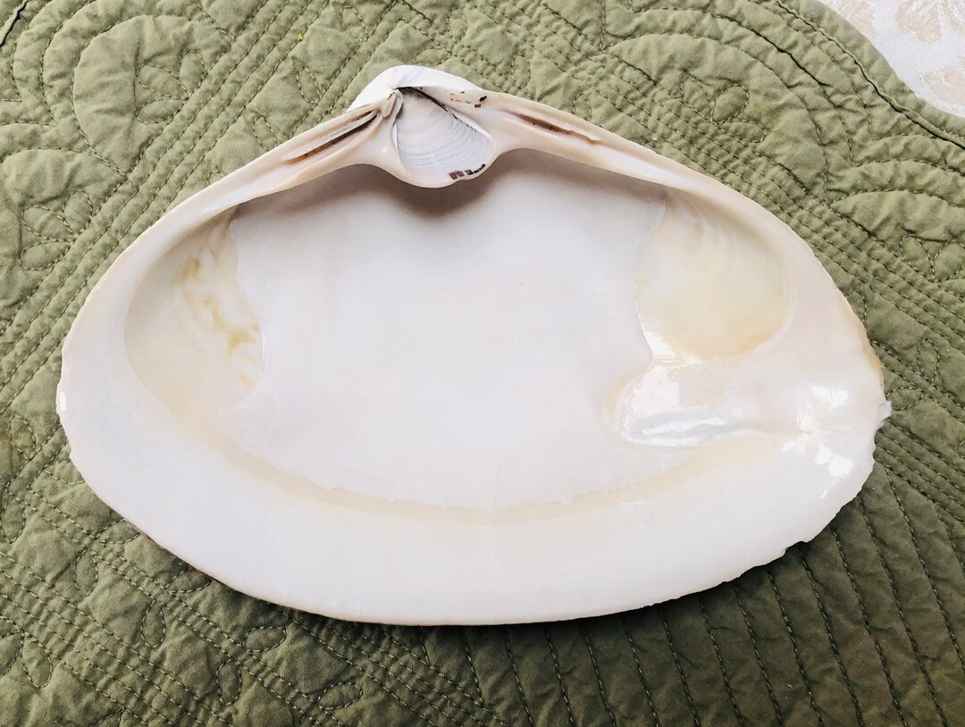 HUGE Surf Clamshell 6 Surf Clam Crustacean Core cape Cod Beaches beach ...