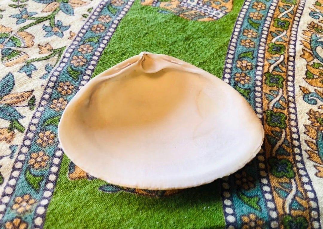 Surf Clam Shell | Priced per Piece by Size | Shell Jewelry Dish | Clam ...