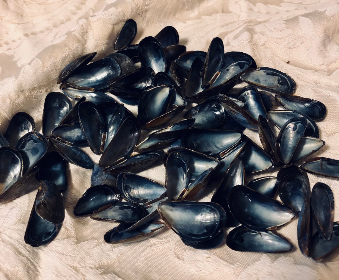 Baby Mussel Shells Mussel Shells Mussels Bulk Baby Mussel - Etsy