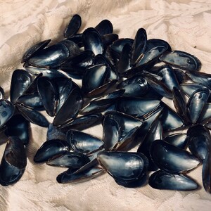 Baby Mussel Shells Mussel Shells Mussels Bulk Baby Mussel - Etsy