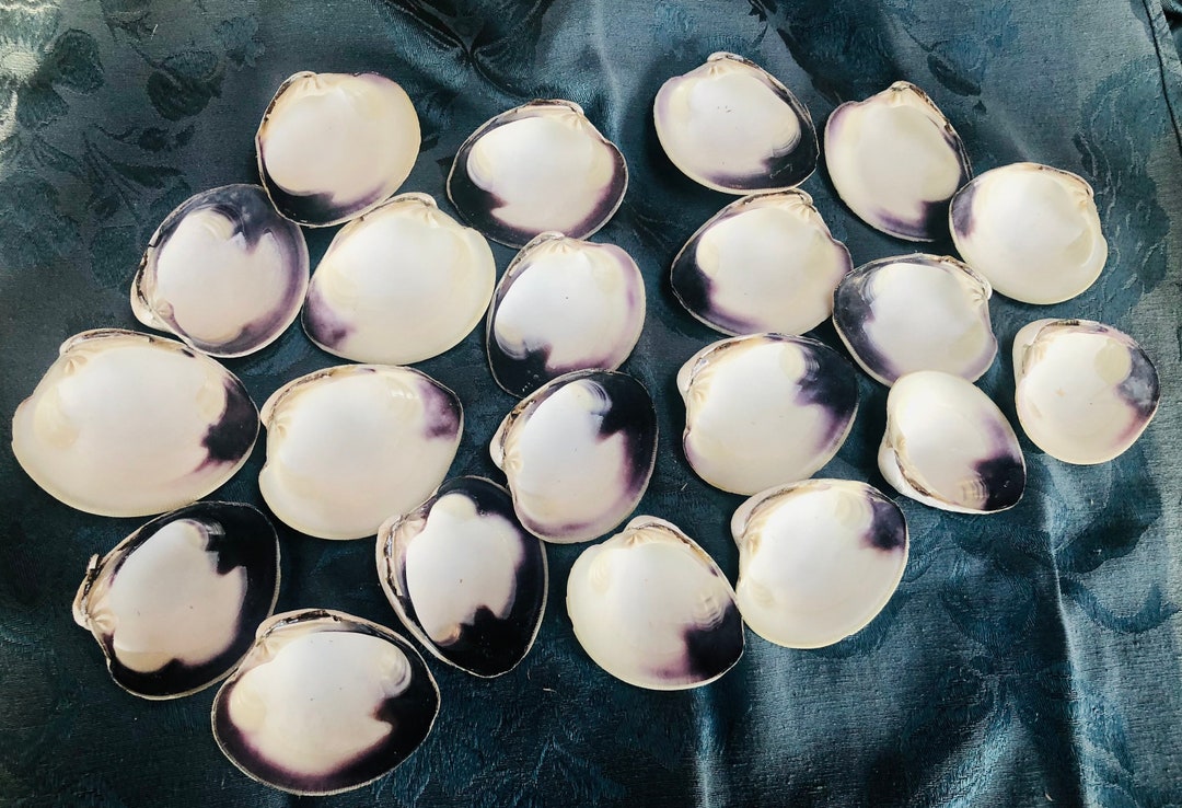 Wampum Shells Wampum Clam Shells Crustacean Core Beach Decor Seashells ...