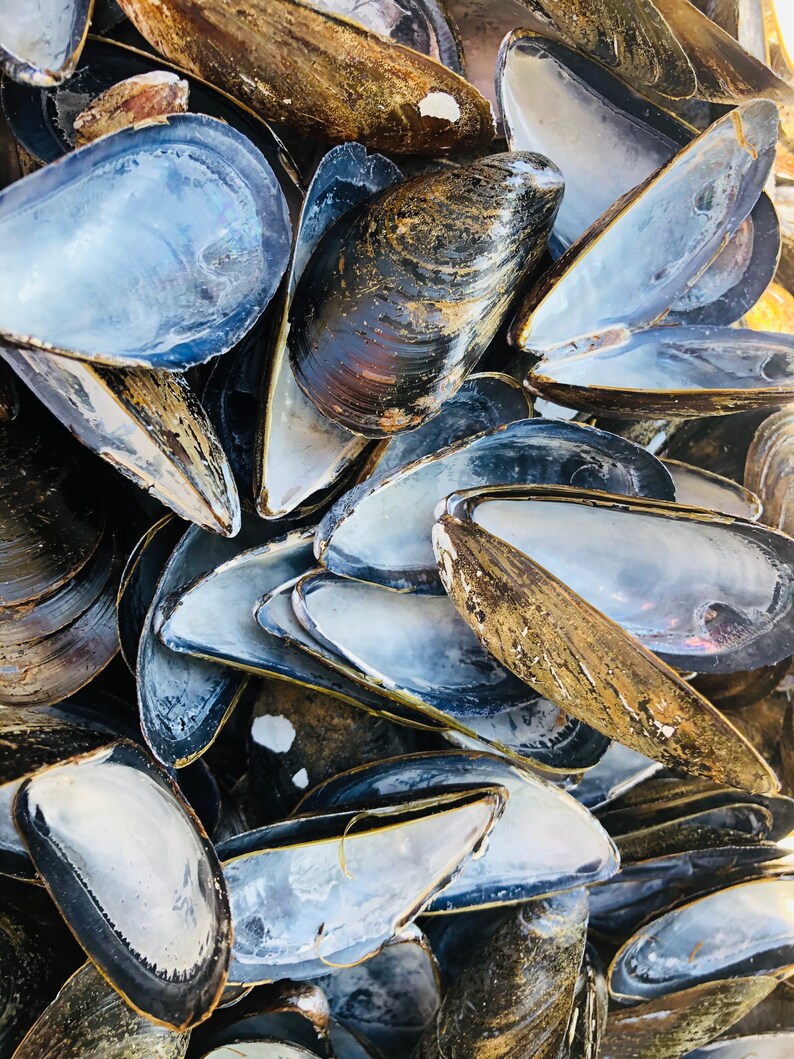 Baby Mussel Shells Mussel Shells Mussels Bulk Baby Mussel - Etsy