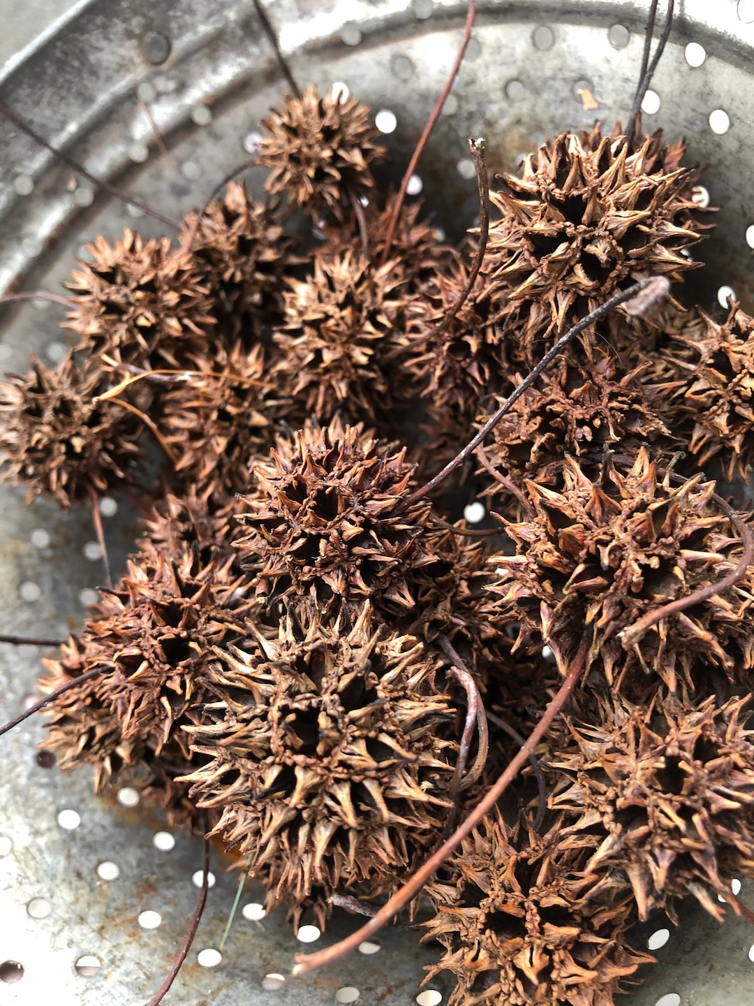 Sweet Gum Seed Pods, Sweet Gum Balls, Spiky Balls, Witches’ Burrs for ...