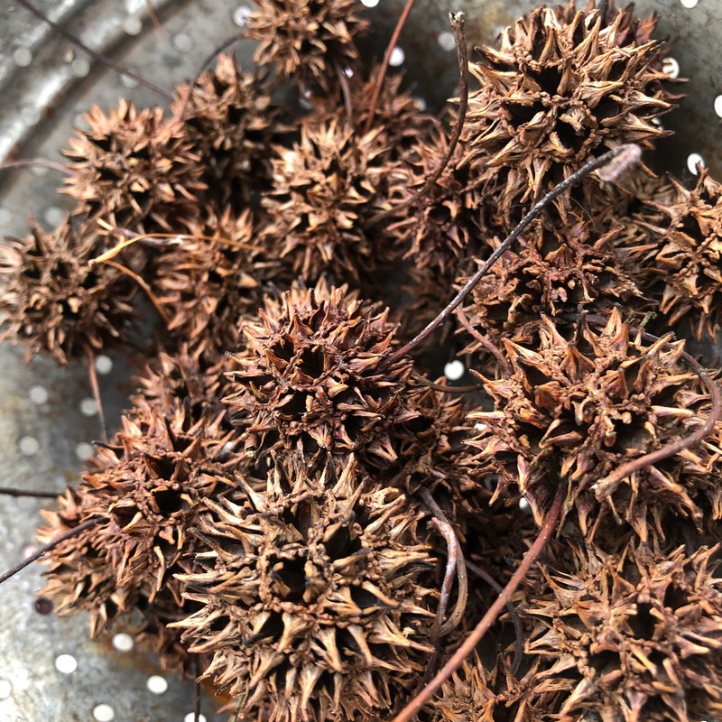 Sweet Gum - Etsy