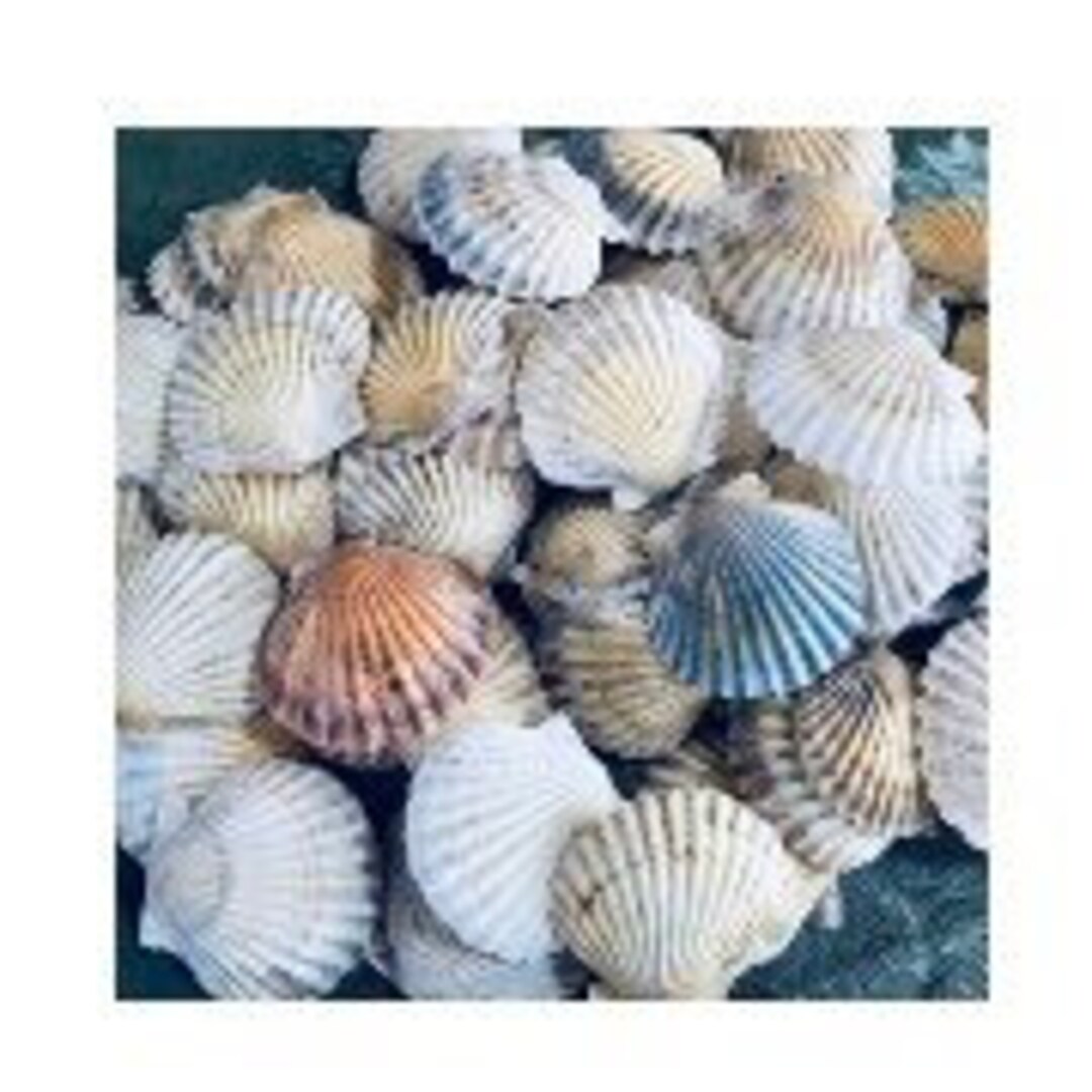 Baby Scallop Shells 24 Beautiful Scallop Shells 22.5 Across Shell Craft ...
