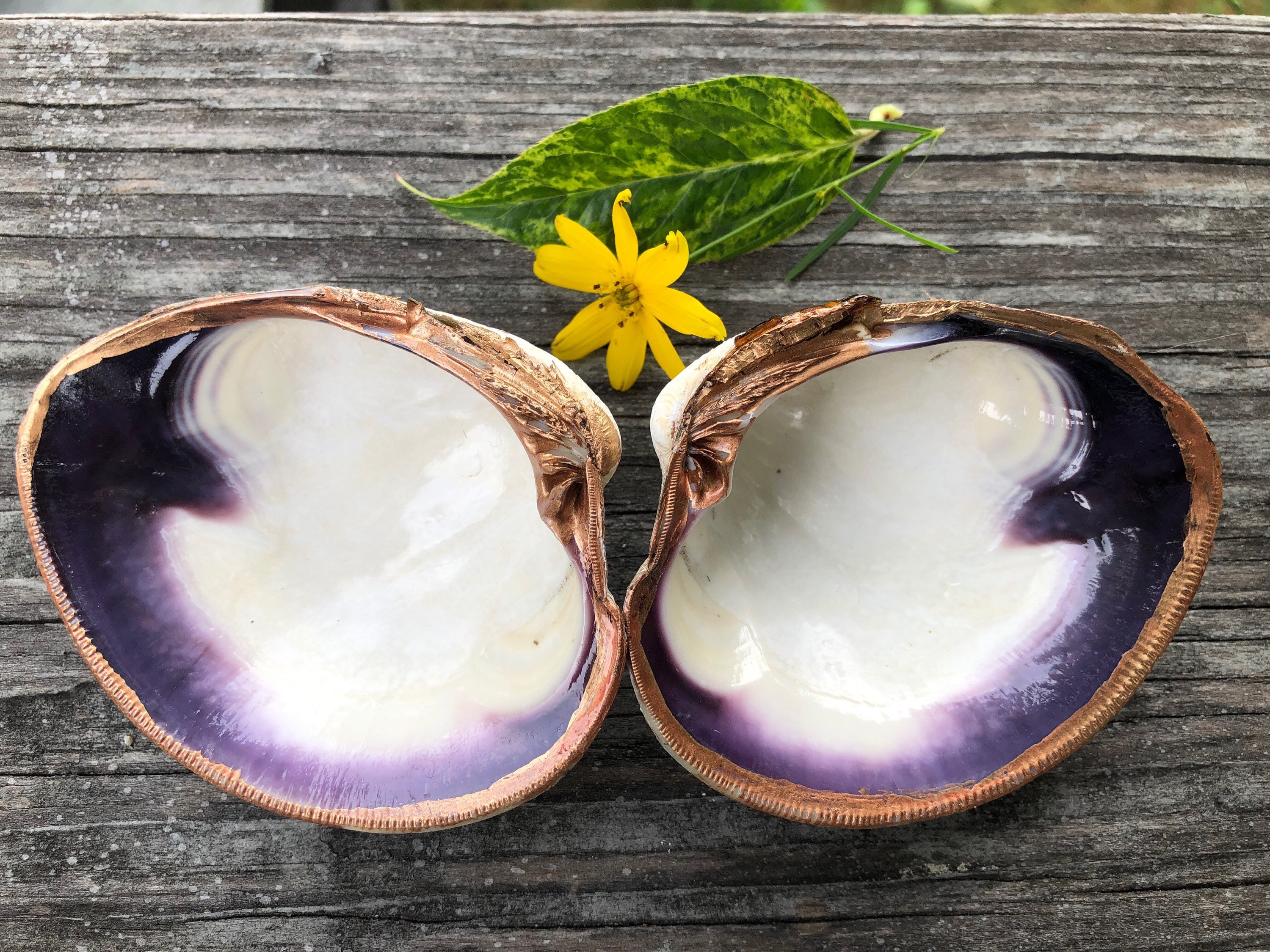 Gilded wampum Clam Shell Wampum Clam Shell Ring Dish - Etsy Ireland