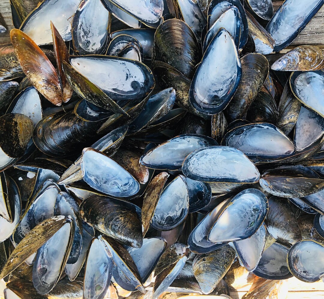 Mussel Shells | Mussels | Sea Shells| 24 Shells |crustacean Core ...