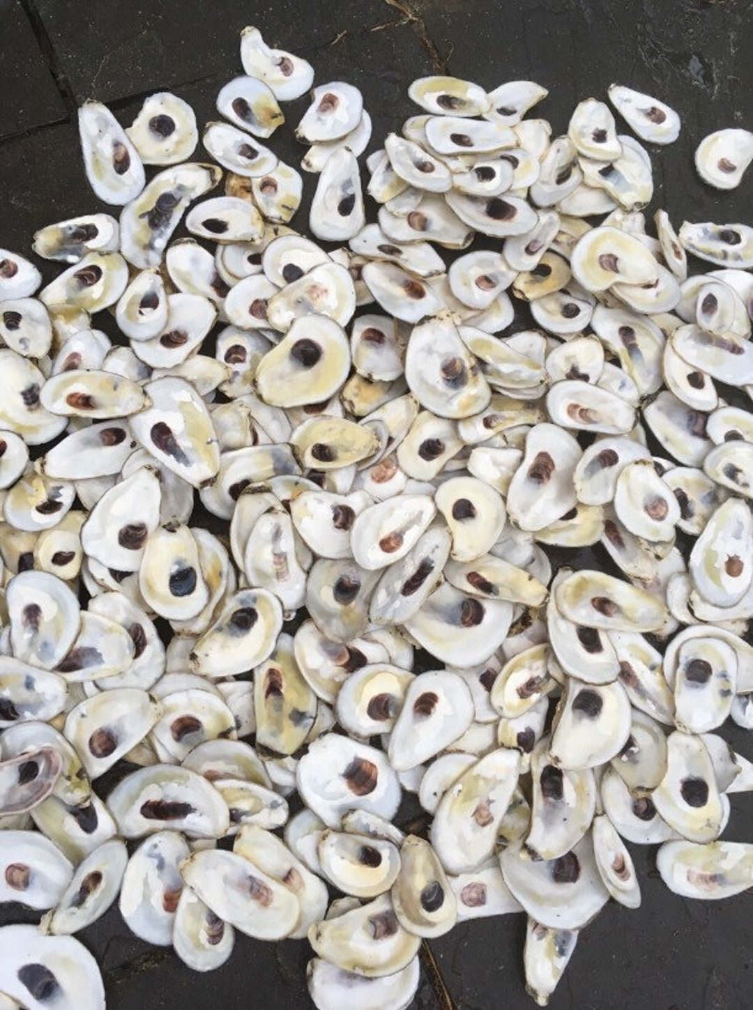 Flat Oyster Shells| Oyster Flat Shells| Flat Side Oyster Shells| Escort ...