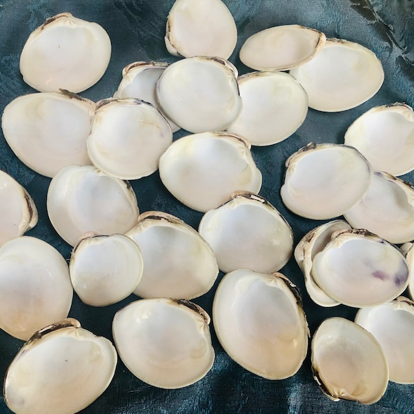 Cape Cod Seashells - Etsy