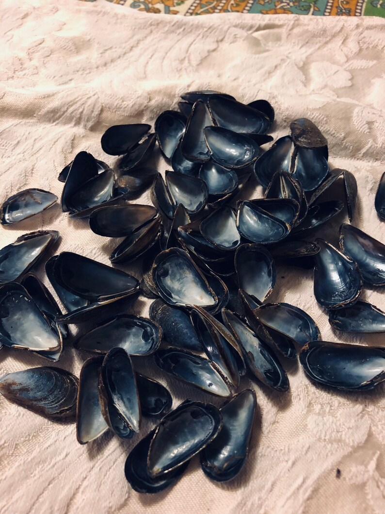 Baby Mussel Shells Mussel Shells Mussels Bulk Baby Mussel - Etsy