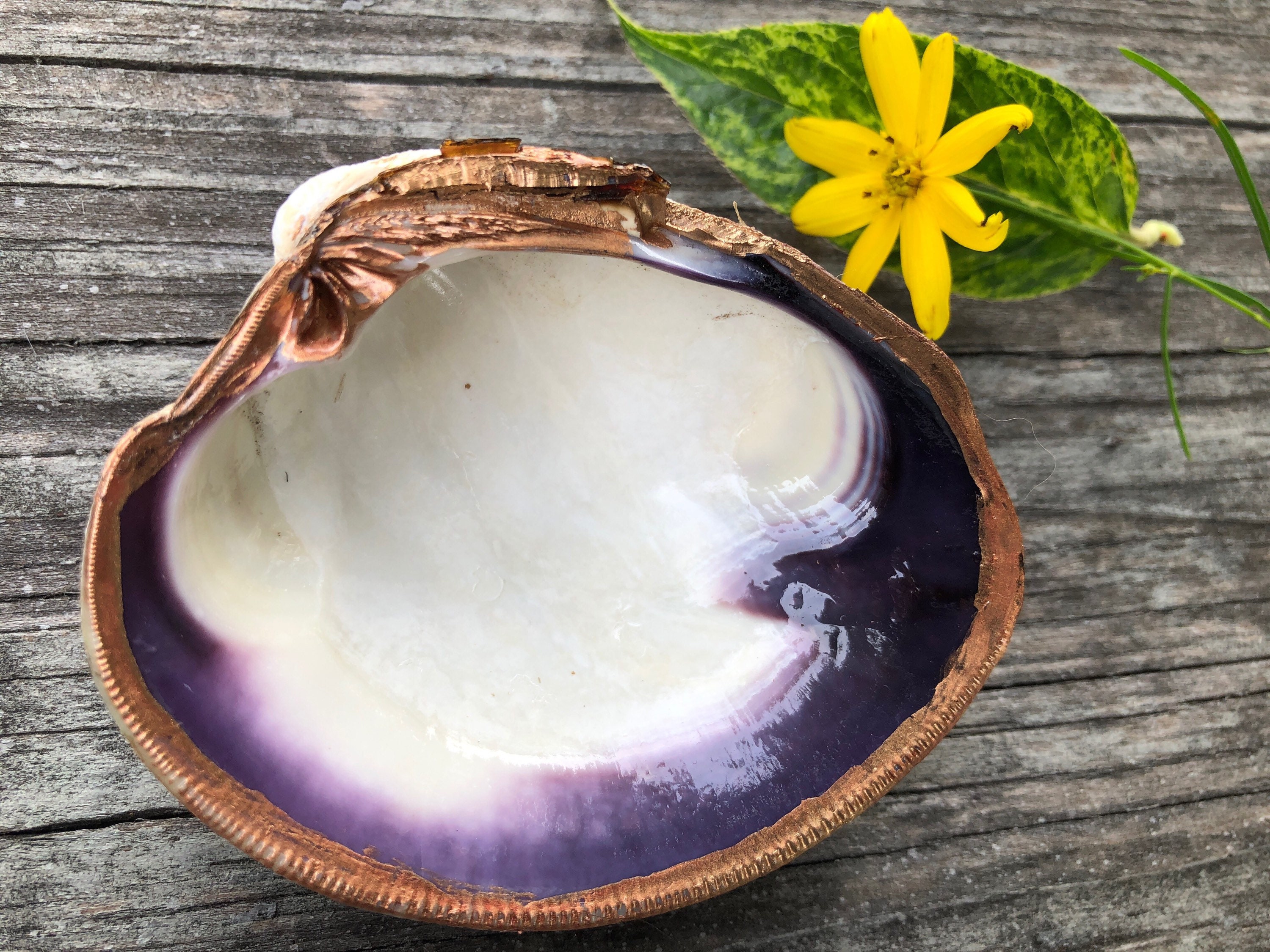 Gilded wampum Clam Shell Wampum Clam Shell Ring Dish - Etsy Ireland