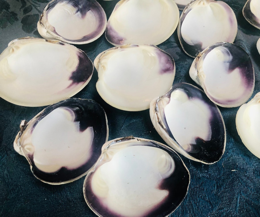 Wampum Clam Shell| Clam Shell| Purple “wampum” Clam Shells| 12 Shells 2 ...