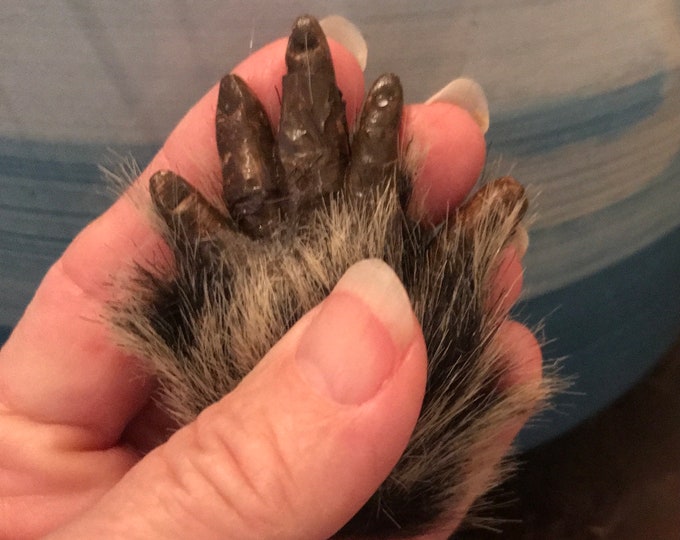 Monkey’s Paw Replica - Etsy