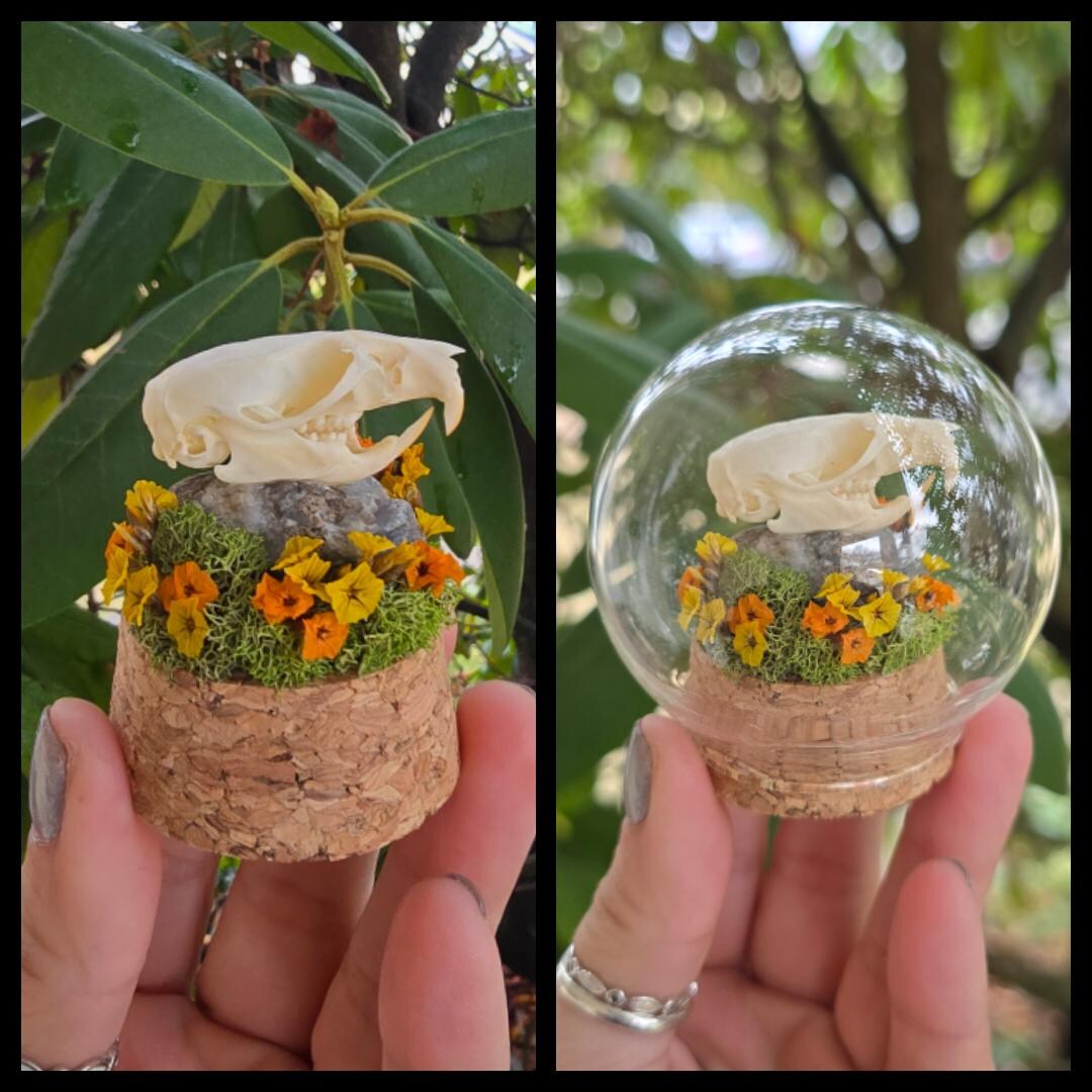 Rat Skull Terrarium Globe Display - Etsy