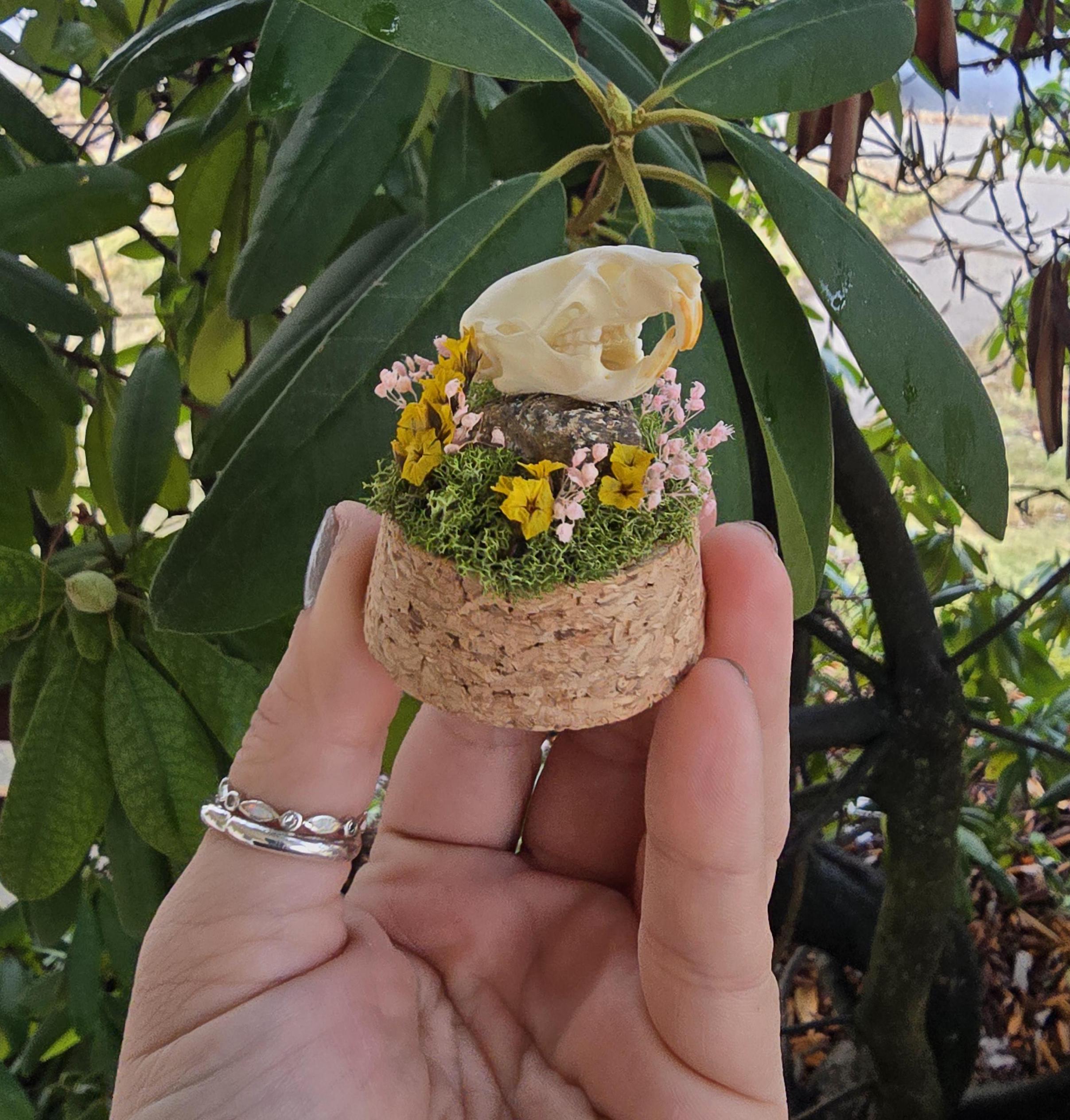 Rat Skull Glass Dome Terrarium Display - Etsy