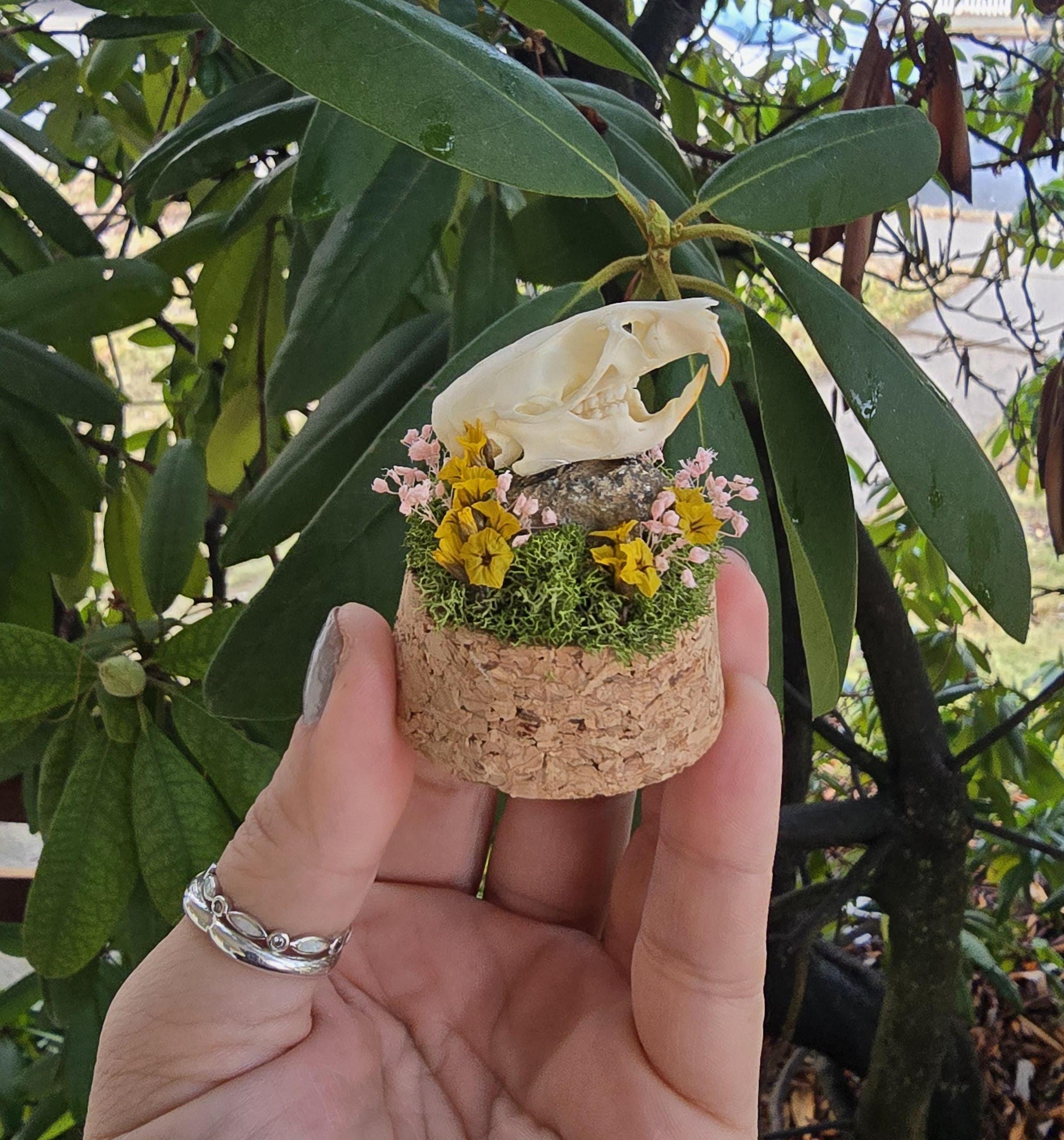 Rat Skull Glass Dome Terrarium Display - Etsy