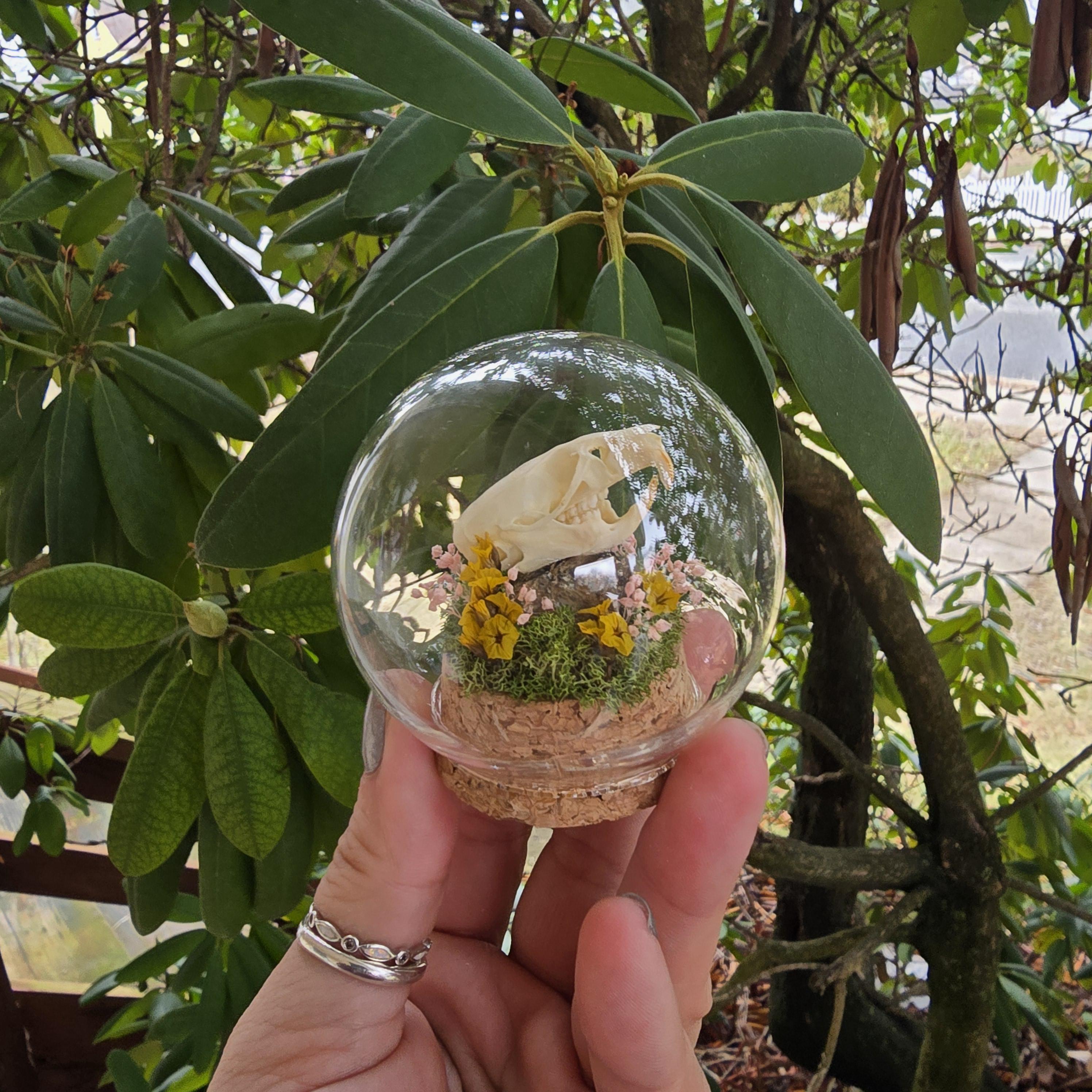 Rat Skull Glass Dome Terrarium Display - Etsy